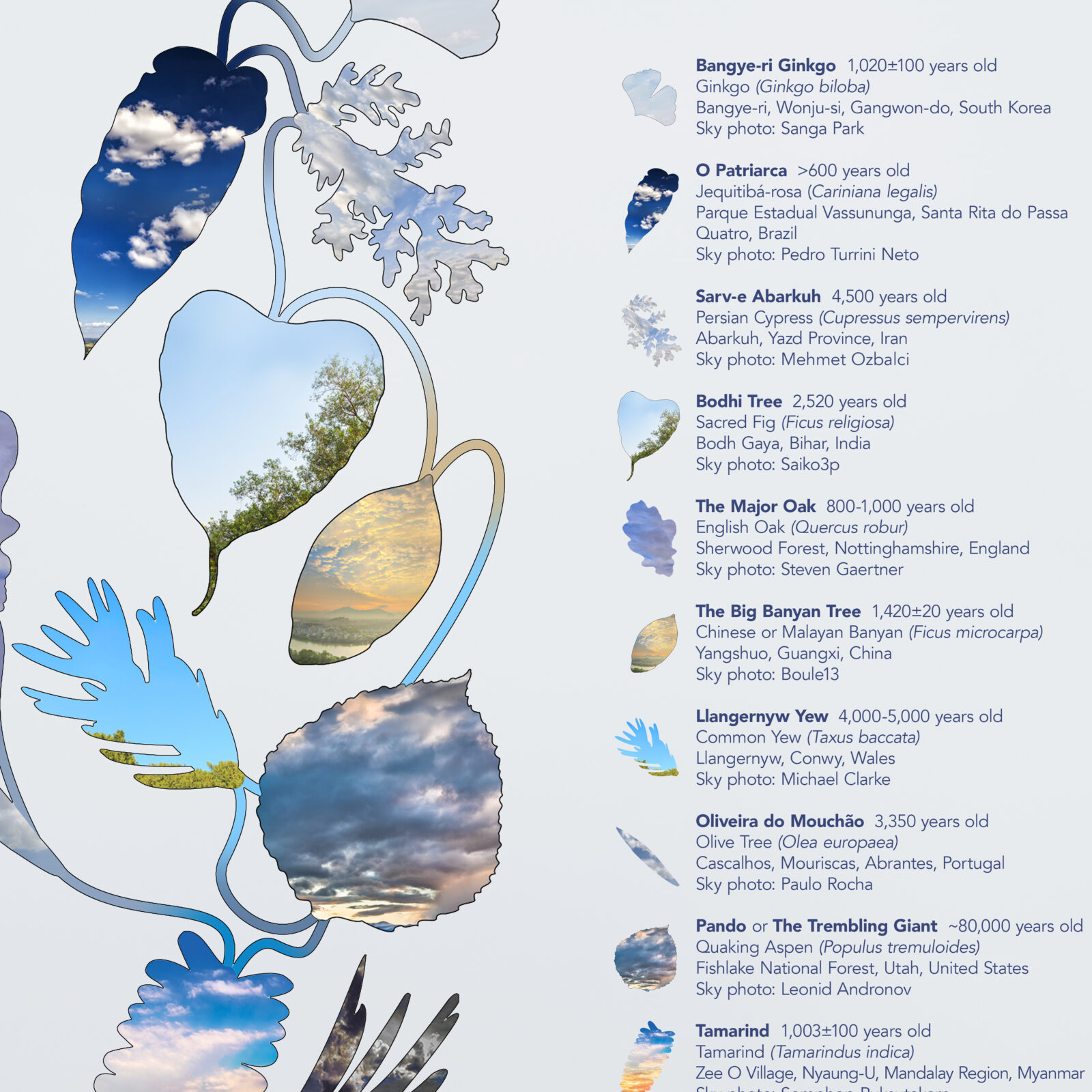 Sky Leaves - Ancient trees and their skies - Kim Abeles